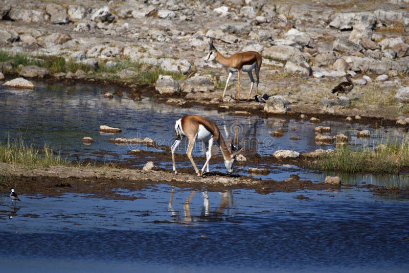 Beautiful Springbok Captured from Behind in the Middle of the Desert ...
