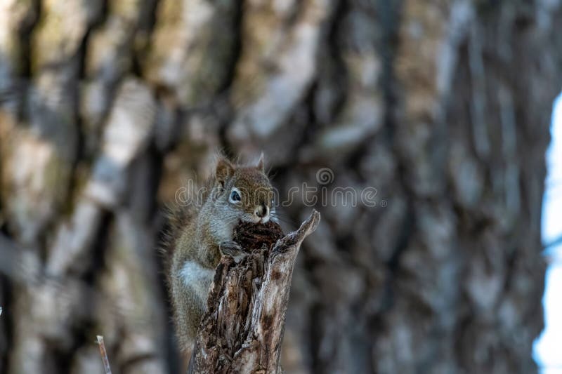 Beautiful Shot of a Squirrel Perched on a Tree Branch Chewing on a Nut ...