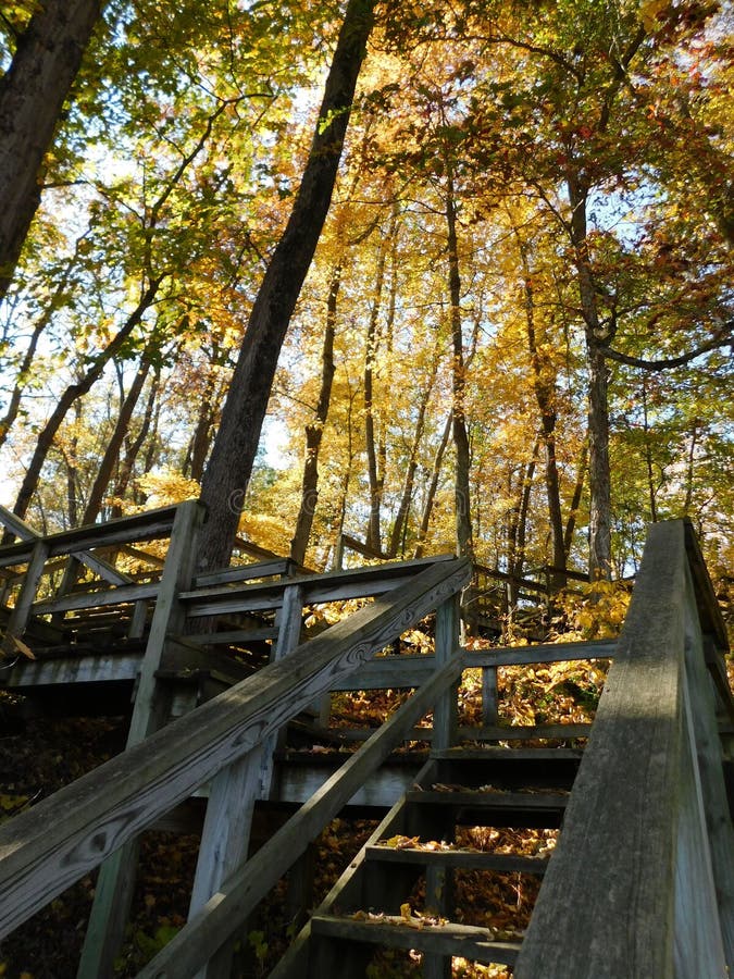 Beautiful Shot of Stairs in the Forest in Fall Stock Image - Image of ...
