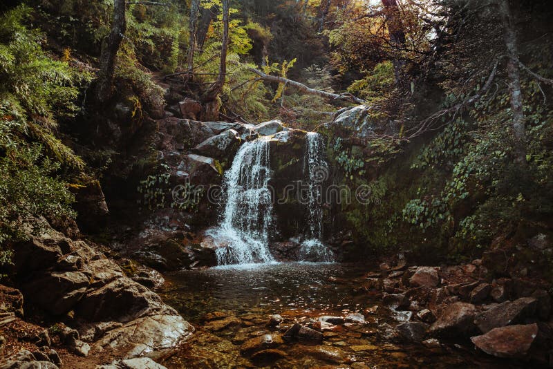 Beautiful Shot of a Stream Flowing in a Wild Forest Stock Photo - Image ...
