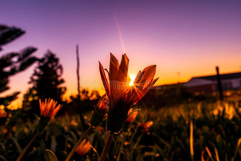 Beautiful Shot of Sun Rays Shining through a Flower in a Field during ...
