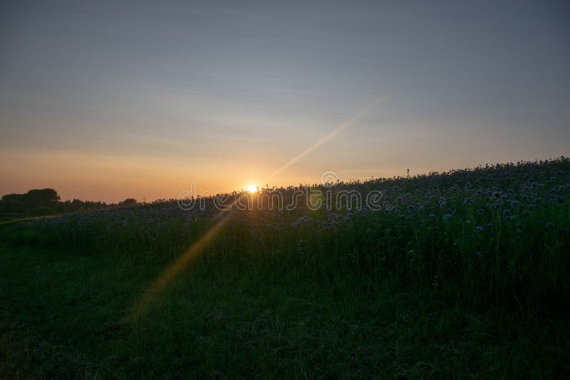 Beautiful Shot of the Sun Setting Behind a Hill with Wildflowers Stock ...