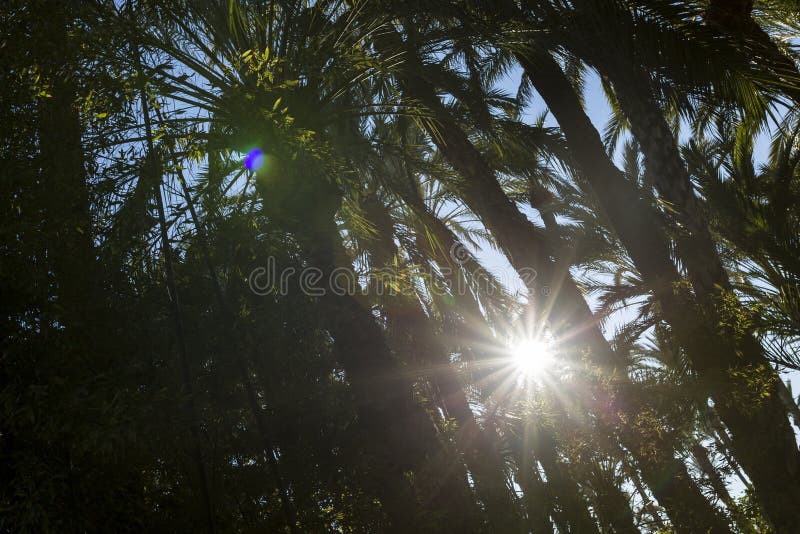 Beautiful Shot of Sunlight between Forest Trees Stock Image - Image of ...