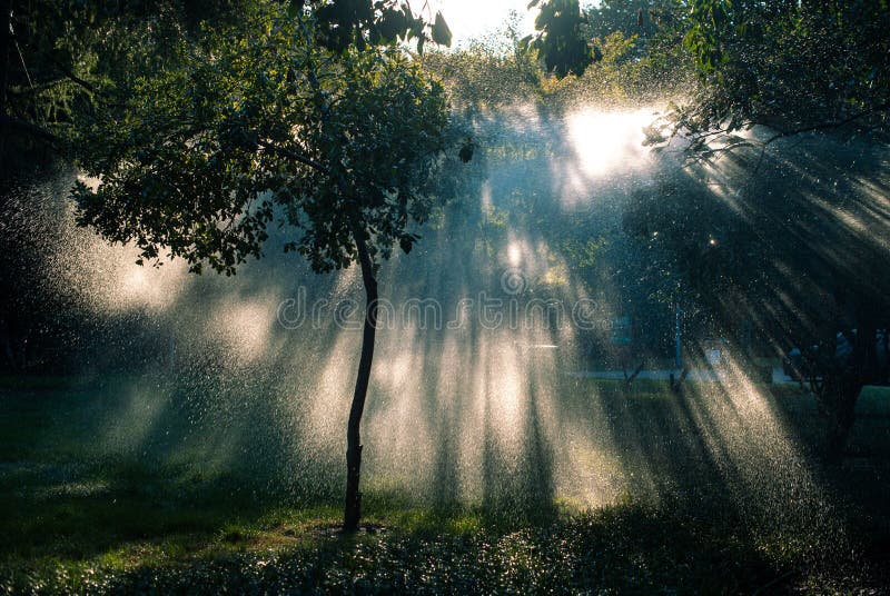 Beautiful Shot of Sunshine Rays through Trees Stock Image - Image of ...