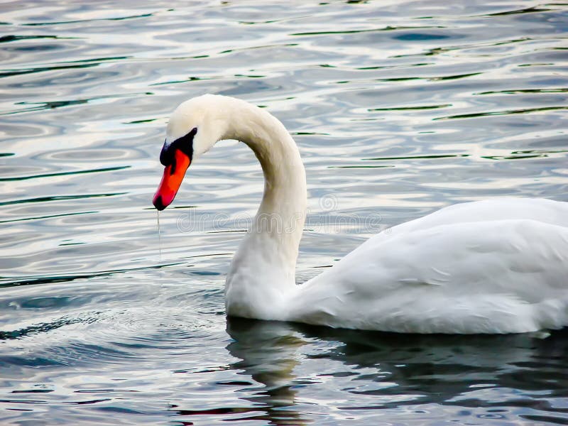 Beautiful Shot of a Swam on the Water with a Wet Beak Stock Image ...