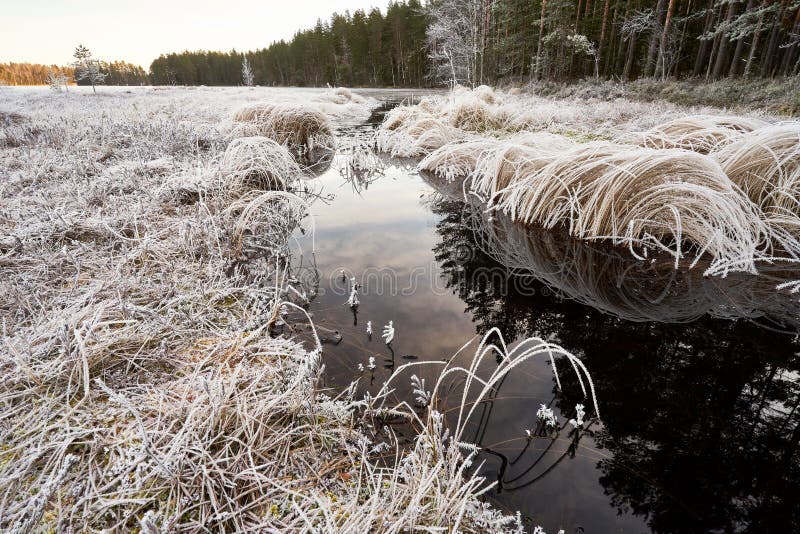 Beautiful Shot of a Swamp in Dry Grass in the Wintertime Stock Image ...