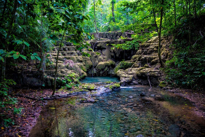 Beautiful Shot of a Swamp in a Forest Surrounded by Trees in Mexico ...