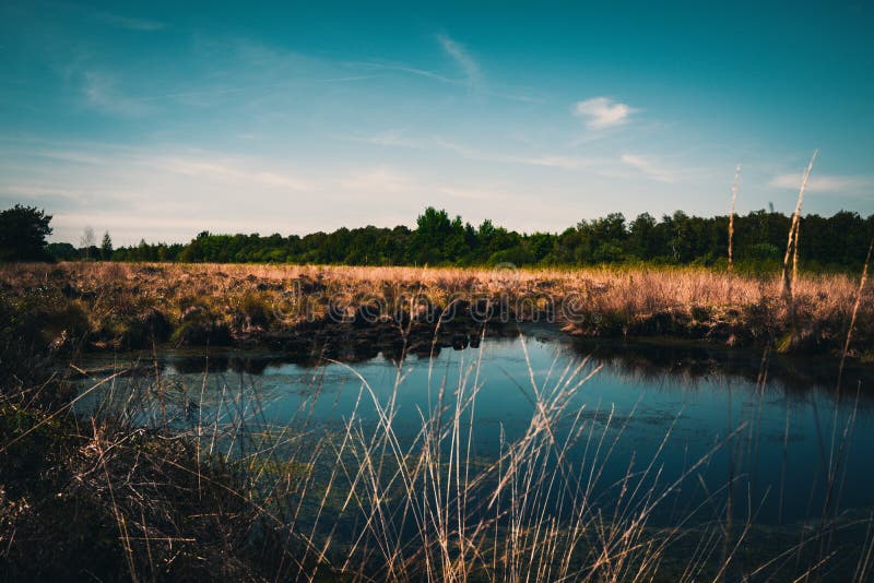 Beautiful Shot of Swamp Reflecting the Sky Stock Photo - Image of blue ...