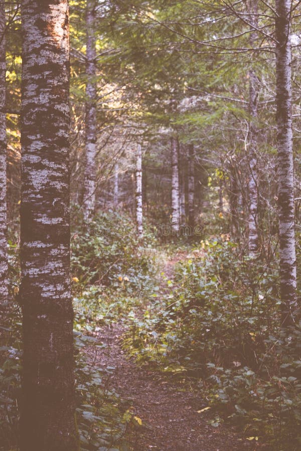 Beautiful Shot Taken Deep in a Forest Stock Photo - Image of mountain ...