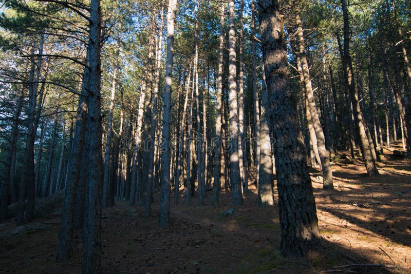 Beautiful Shot of Tall Pine Trees Standing Against the Morning Sunlight ...