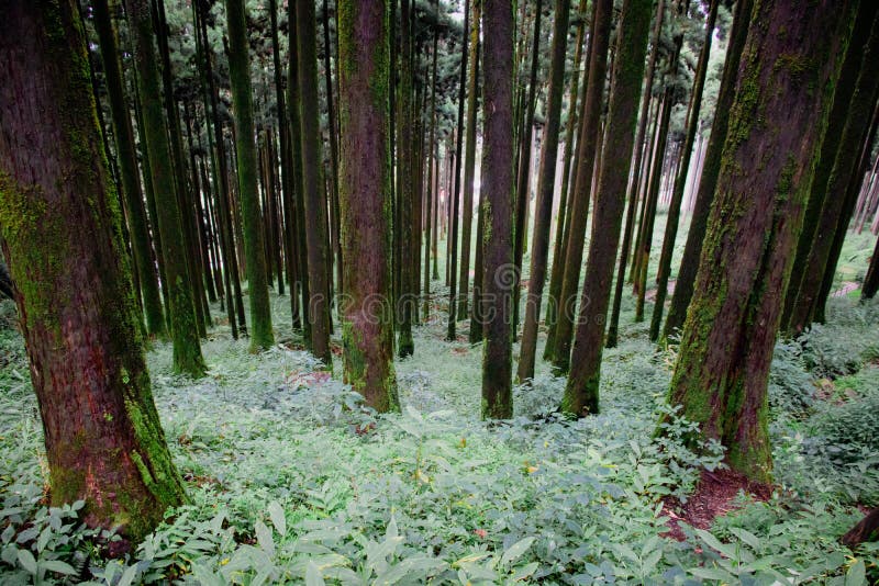 Beautiful Shot of Tall Thin Trees in a Forest Stock Photo - Image of ...