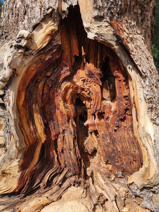 Beautiful Shot of a Texture of a Gnarled Tree Bark Stock Image - Image ...
