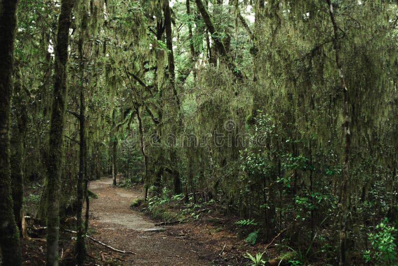 Beautiful Shot of a Thick Forest with a Pathway in the Middle at ...