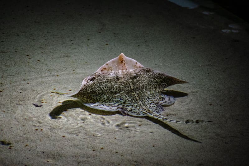 Beautiful Shot of a Thornback Ray Under the Water Stock Image - Image ...
