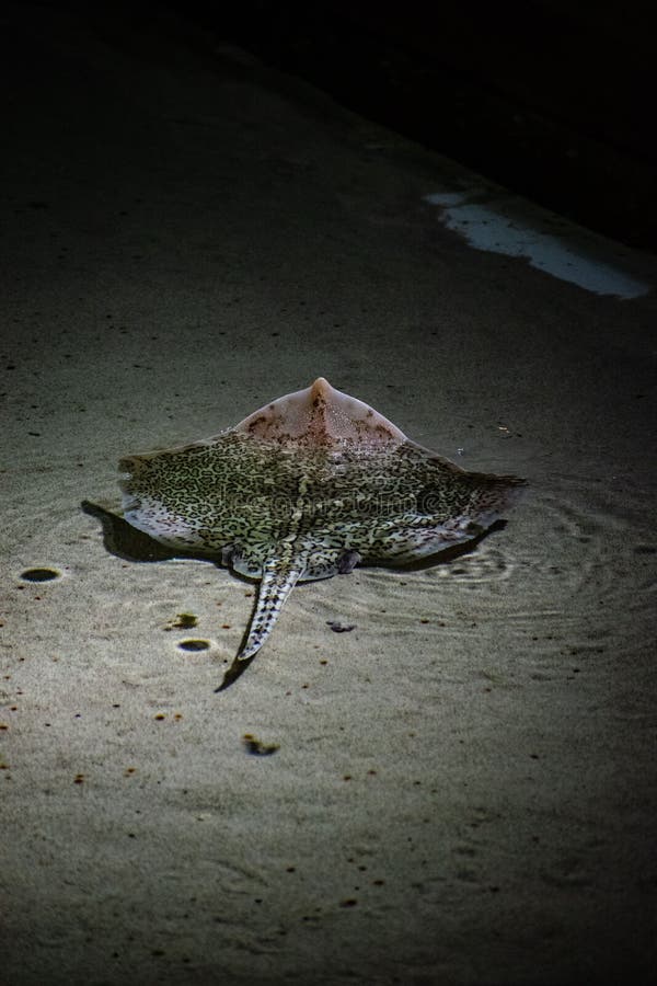 Beautiful Shot of a Thornback Ray Under the Water Stock Photo - Image ...