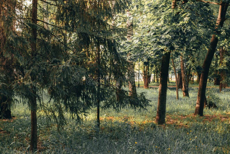 Beautiful Shot of Thuja Evergreen Trees in the Forest Stock Image ...
