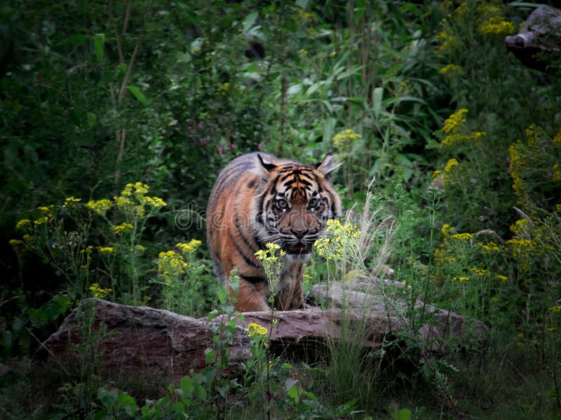 Beautiful Shot of a Tiger Ready To Attack Stock Photo - Image of blur ...