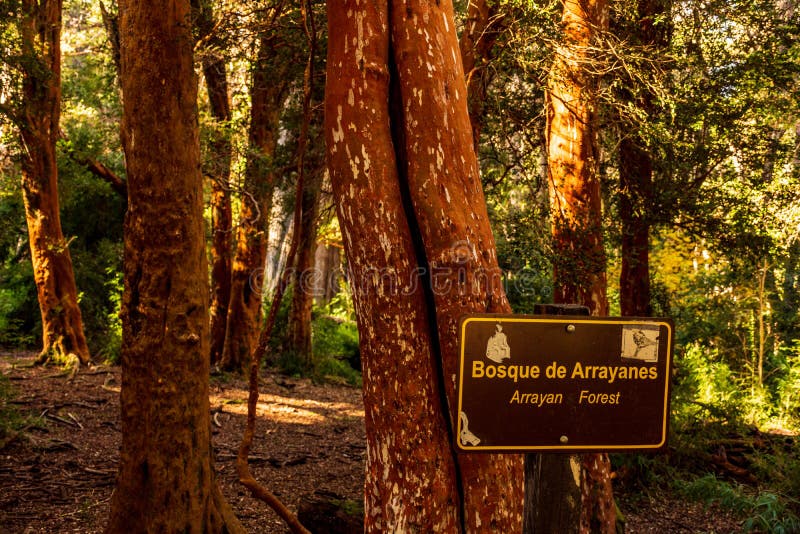 Arrayanes forest stock image. Image of form, myrtle - 283100807