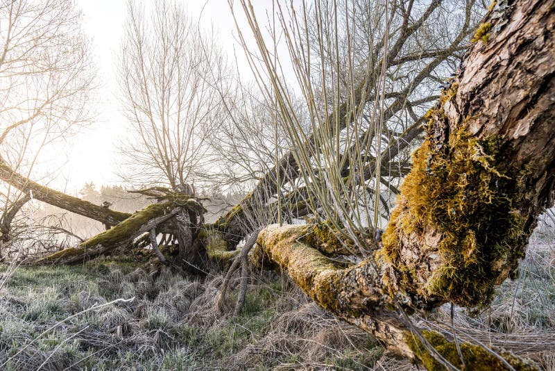 Beautiful Shot of a Tree Bushes Scrub Stock Image - Image of autumn ...