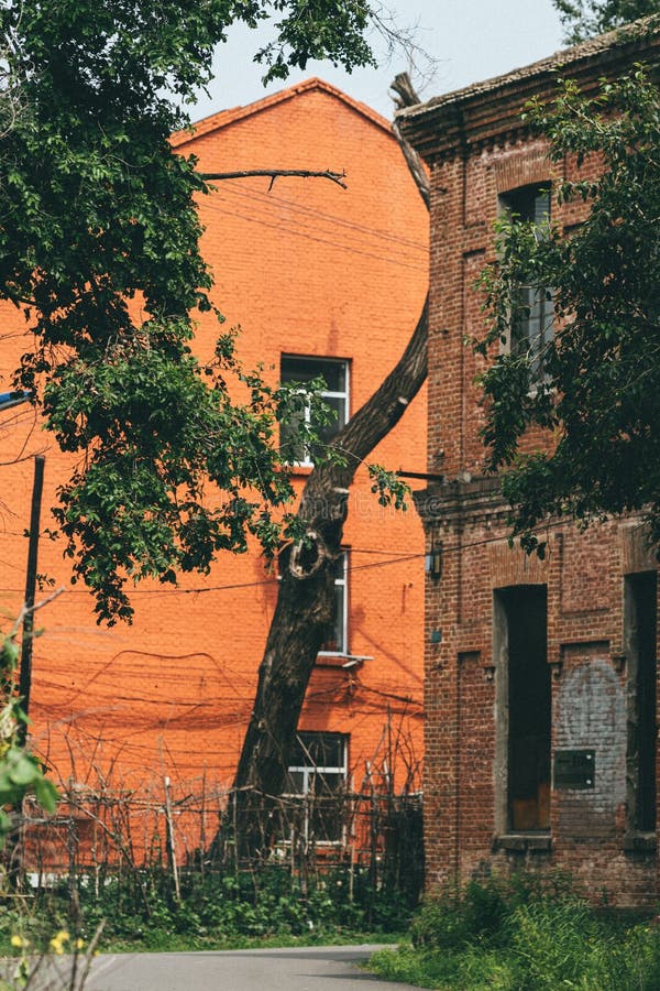 Beautiful Shot a Tree in Front of Two Buildings Stock Photo - Image of ...