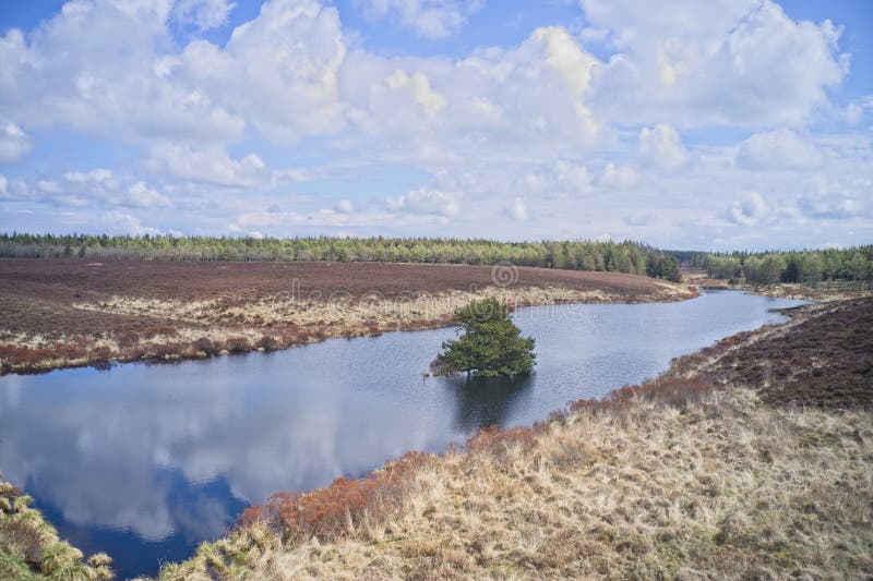 Beautiful Shot of a Tree Growing in the Middle of the River Stock Photo ...