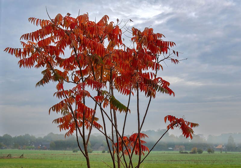 Beautiful Shot of a Tree with Red Leaves in a Green Field Under the ...