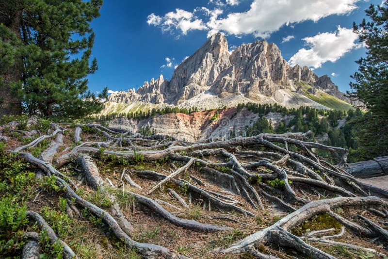 Roots in the Mountain Forest, State National Natural Park Stock Photo ...