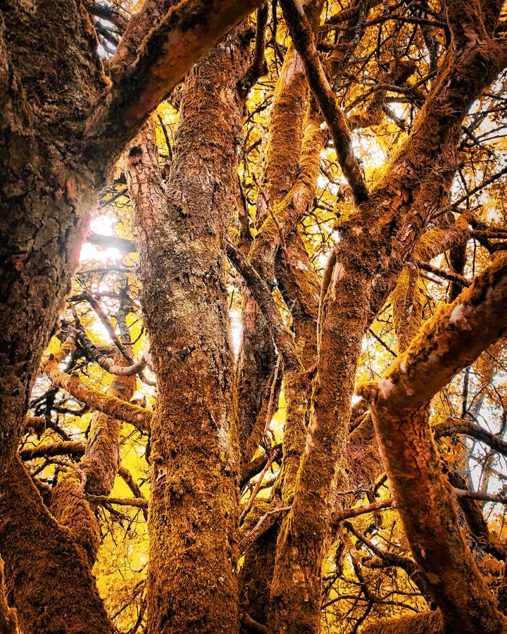 Beautiful Shot of a Tree Roots with Yellow Light Reflection Stock Photo ...