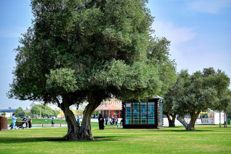 Beautiful Shot of Trees at Aspire Park, Doha, Qatar Editorial ...