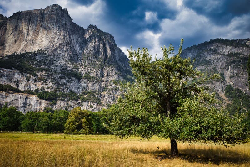 Beautiful Shot of Trees with a Background of Rough Mountains in ...