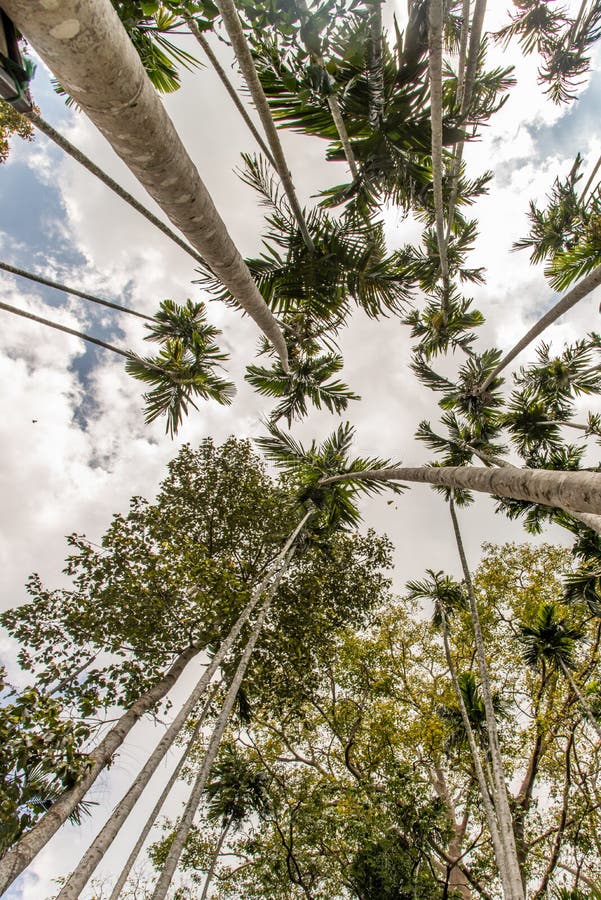 A Beautiful Shot of a Trees from the Bottom Up Against the Sky, Low ...