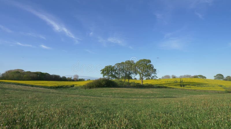 Beautiful Shot of Trees on Green Fields in the Daytime Stock Video ...
