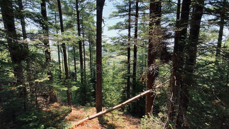 Beautiful Shot of Trees on a Sloping Ground of a Forest Stock Photo ...