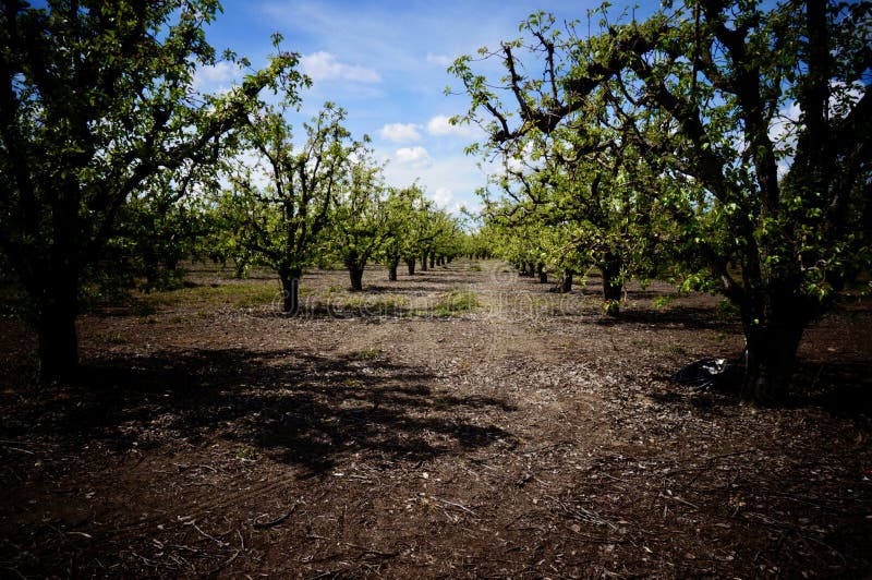 Beautiful Shot of Trees Throwing Shades on a Sunny Day Stock Photo ...