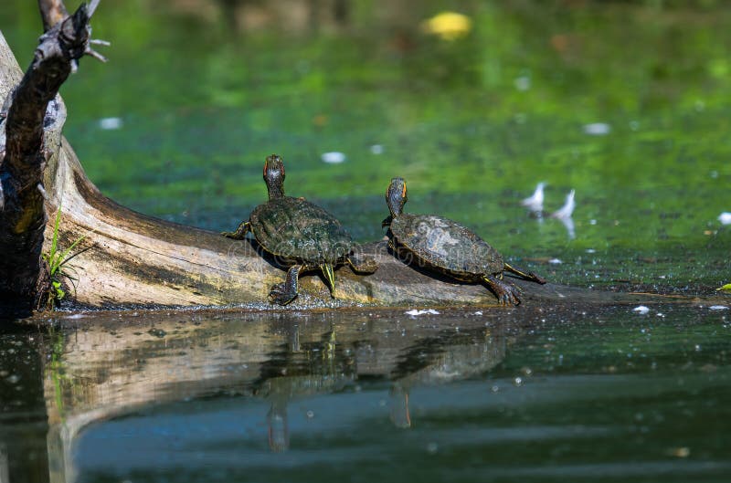Beautiful Shot of Two Turtles on a Tree Roots Stock Image - Image of ...