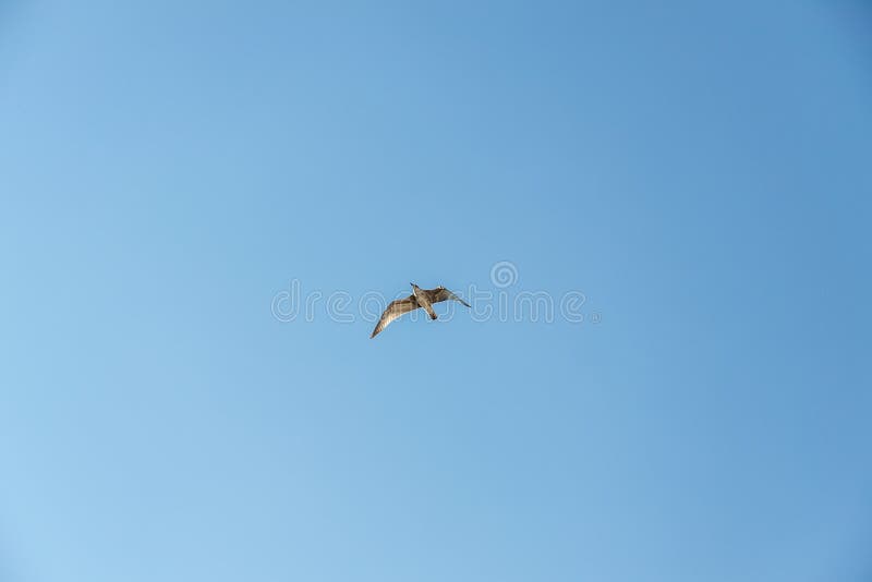 Beautiful Shot from Underneath of a Flying Seagull Stock Photo - Image ...