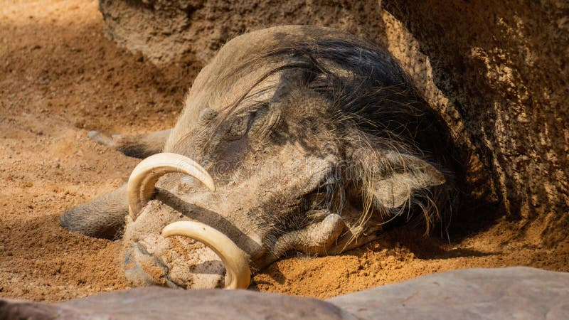 Beautiful Shot of the Warthog with Bog Tusks Resting on the Ground ...