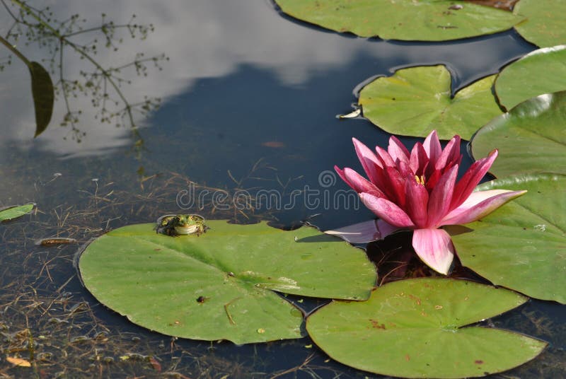Beautiful Shot of a Water Lily and a Frog Next To it Stock Image ...