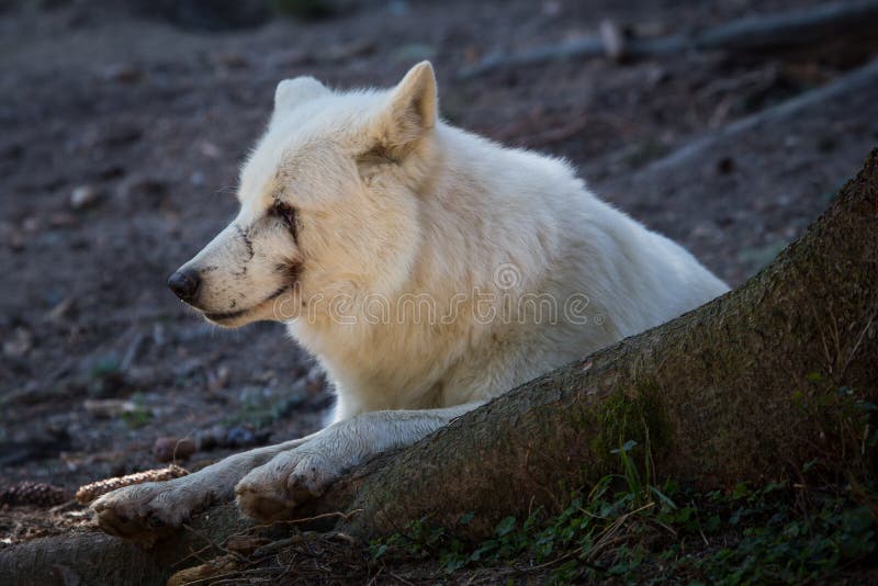 Beautiful Shot of a White Arctic Polar Wolf Sitting Near the Tree Trunk ...