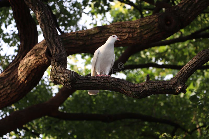 Beautiful Shot of a White Dove Sitting on a Tree Branch Stock Photo ...