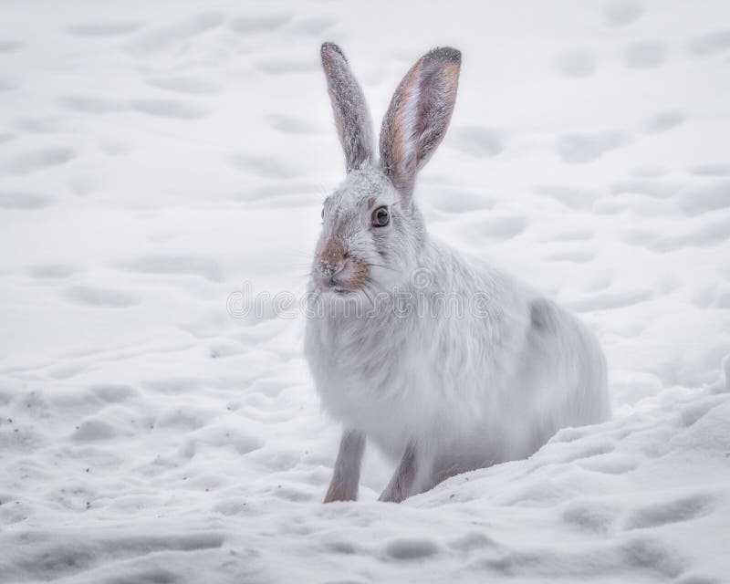 Beautiful Shot of the White Rabbit in the Snowy Forest Stock Image ...