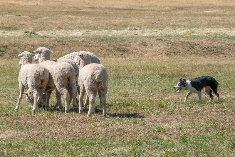 Beautiful Shot of White Sheep Playing with a Dog in the Grass Field ...