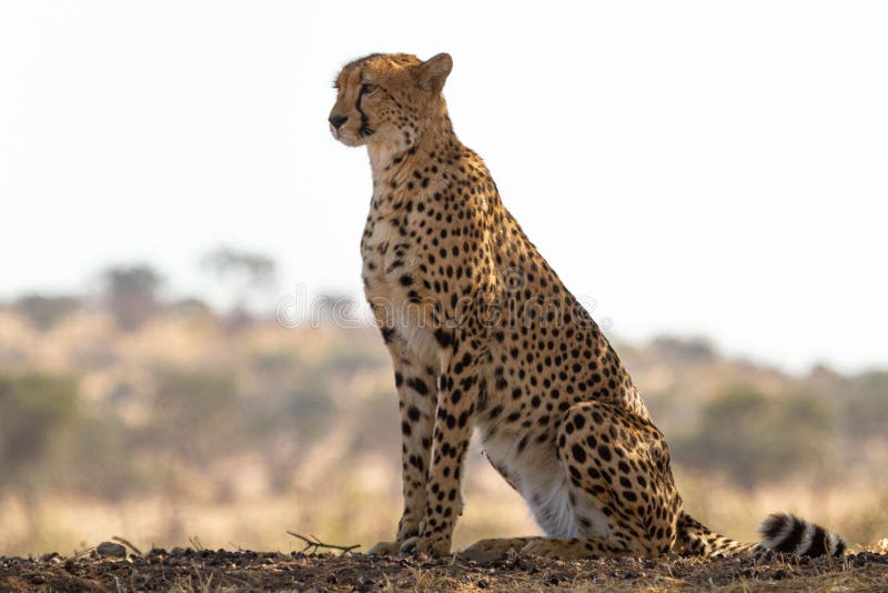 Beautiful Shot of a Wild Spotted Cheetah in the Wild Stock Photo ...
