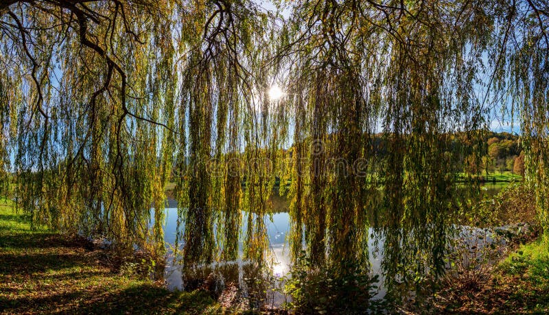 Beautiful Shot of a Willow Tree Growing by a Lake Stock Photo - Image ...