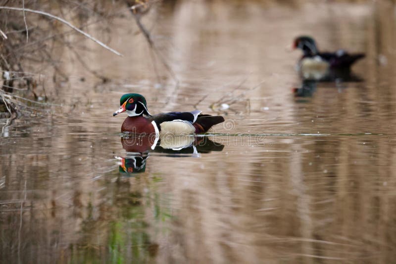 Beautiful Shot of Wood Ducks Floating on the Water Surface Stock Image ...
