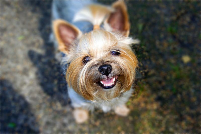 Beautiful Shot of a Yorkshire Terrier Smiling for the Camera Stock ...