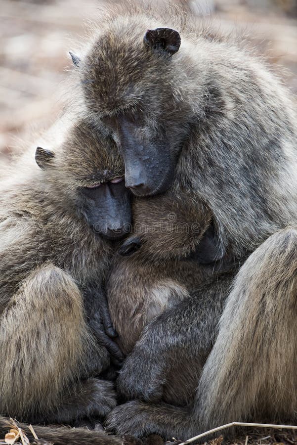 Beautiful Shot of a Young Baboon Hugging Her Mother Stock Photo - Image ...