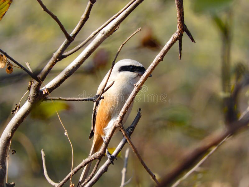 Long tailed shrike stock photo. Image of wildlife, plant - 138036666