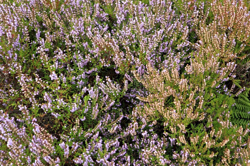 Beautiful Shrub Heather on Atlantic Coast of Stock Photo - Image of ...