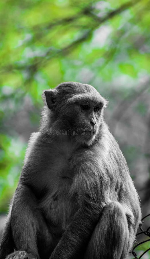 Beautiful shy monkey stock photo. Image of natural, jungle - 97328270